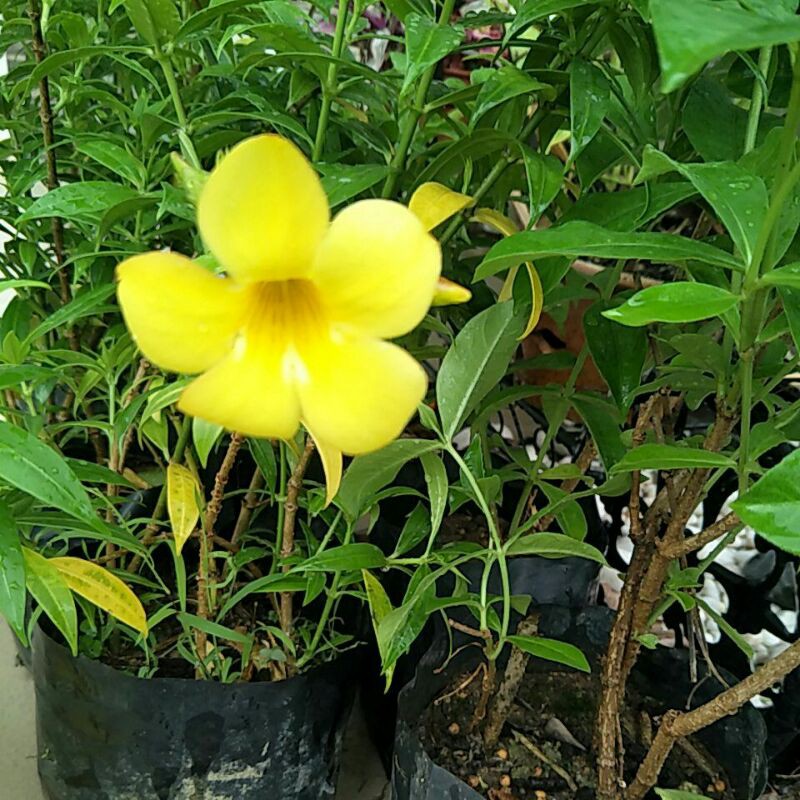 Pokok Alamanda - Gadek Nursery