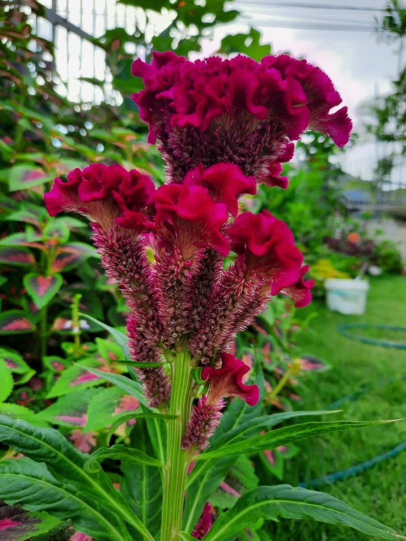 Pokok Balung Ayam - Gadek Nursery