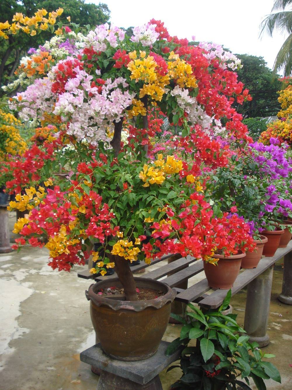 Pokok Bunga Kertas Kawin 4 Colour - Gadek Nursery